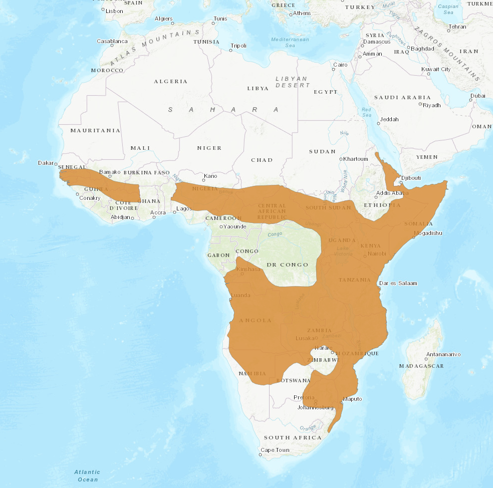 Banded Mongoose - Zoo Guide