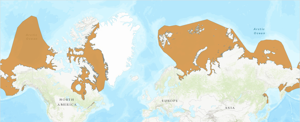 Beluga Whale - Zoo Guide