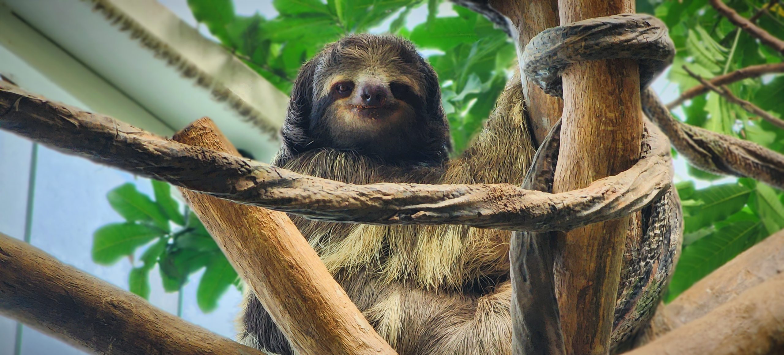 Definitive Guide To Brown-throated Sloth Facts, Habitat, Conservation ...