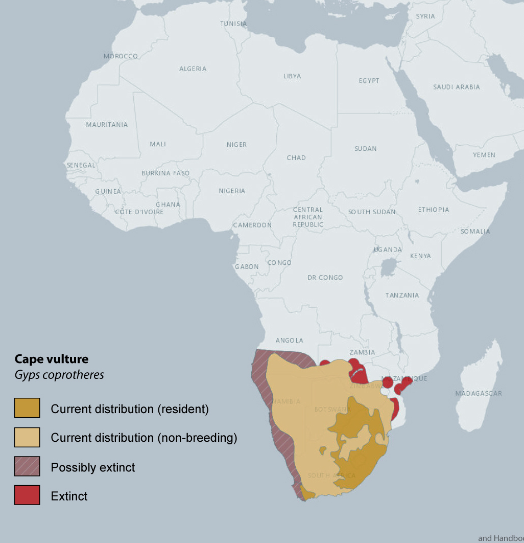 Cape Vulture - Zoo Guide