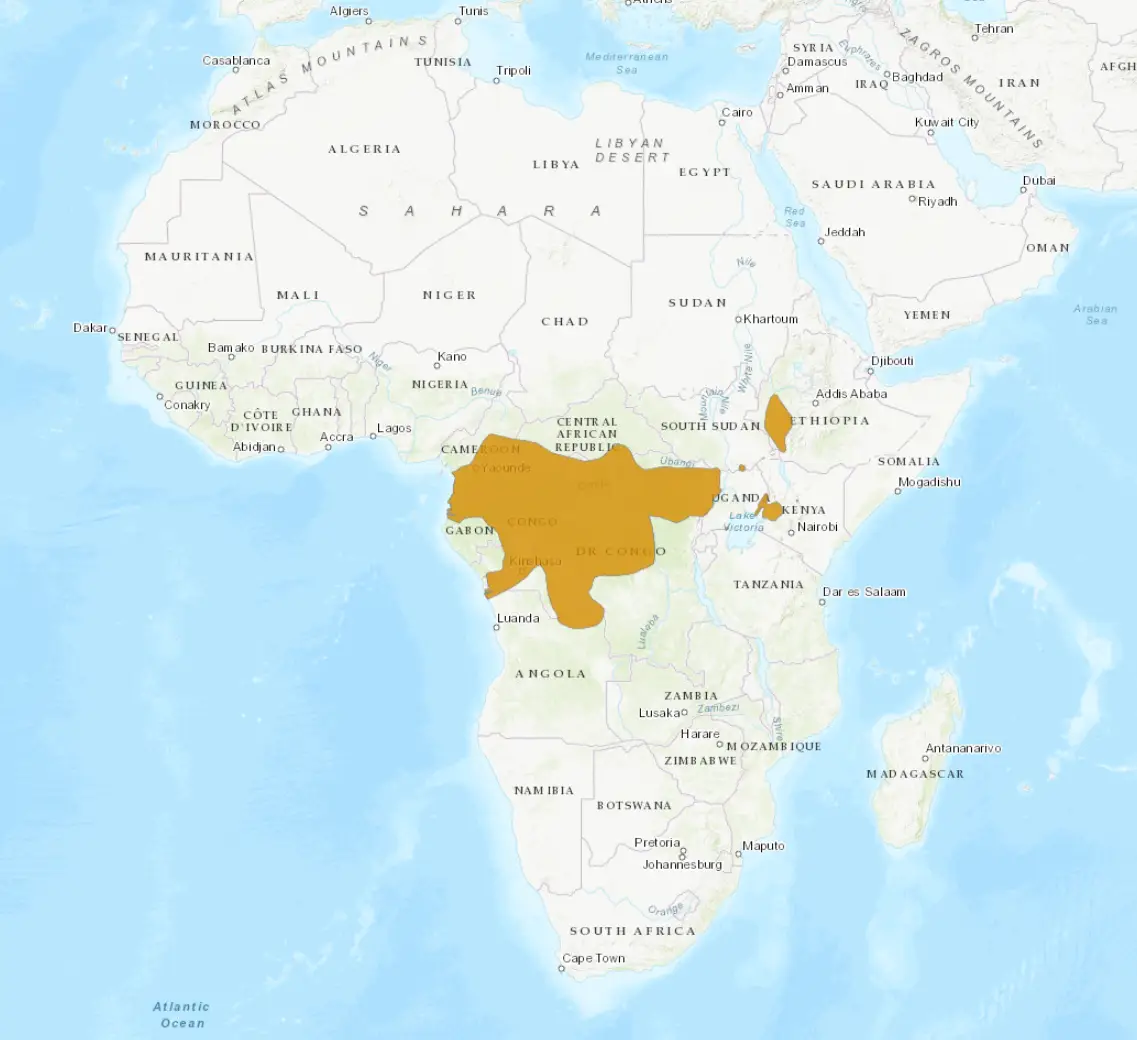 De Brazza's Monkey - Zoo Guide