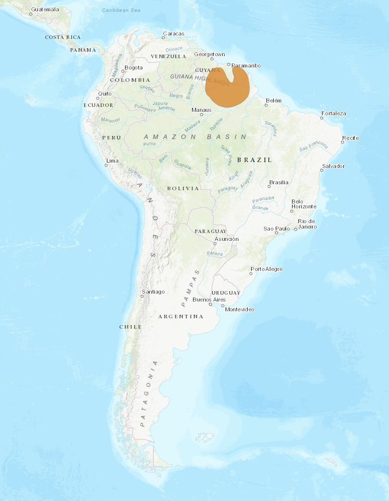 Dyeing Poison Dart Frog - Zoo Guide