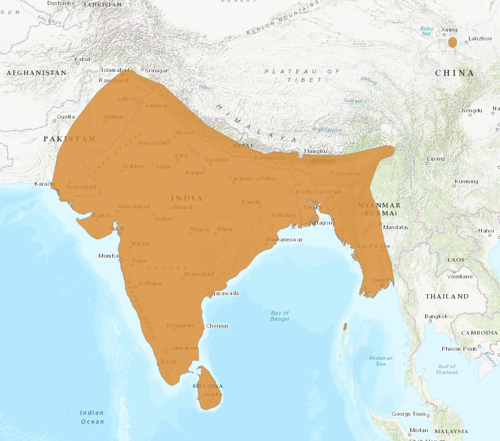 Indian Flying Fox - Zoo Guide