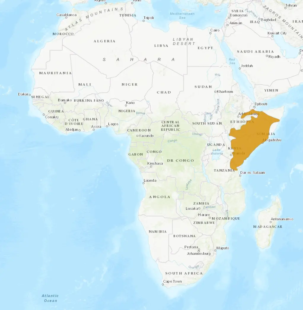 Golden-breasted Starling - Zoo Guide