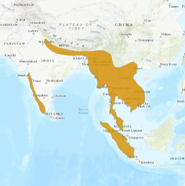 Great Hornbill - Zoo Guide