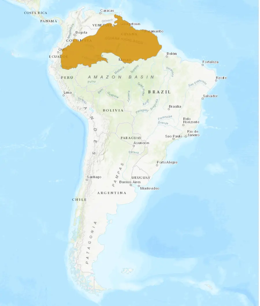 Grey-winged Trumpeter - Zoo Guide