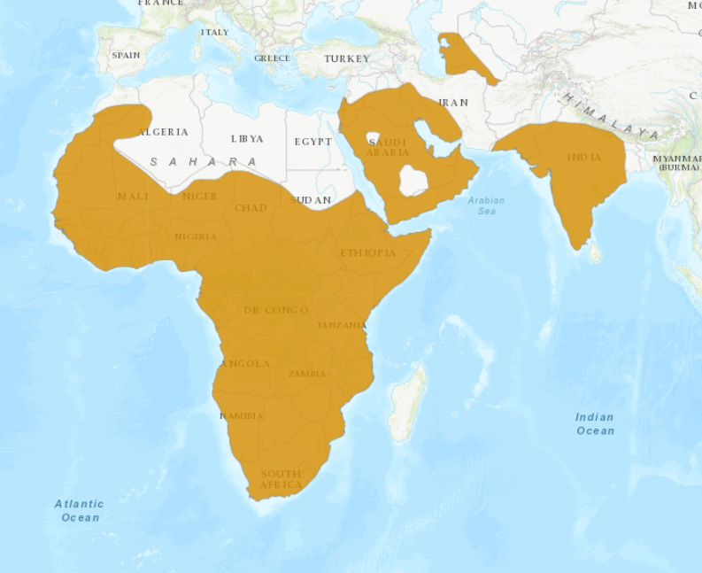 Honey Badger - Zoo Guide