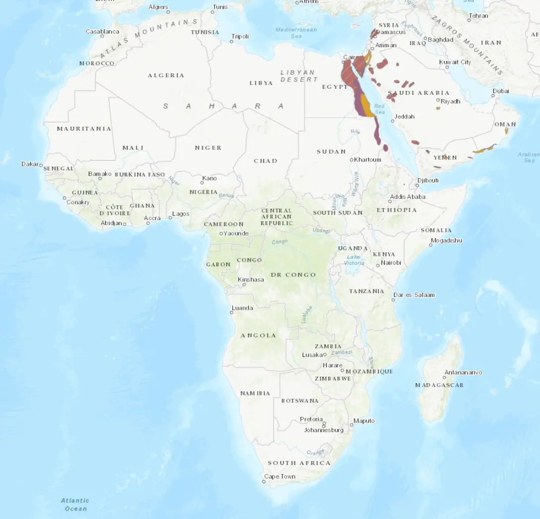 Nubian Ibex - Zoo Guide