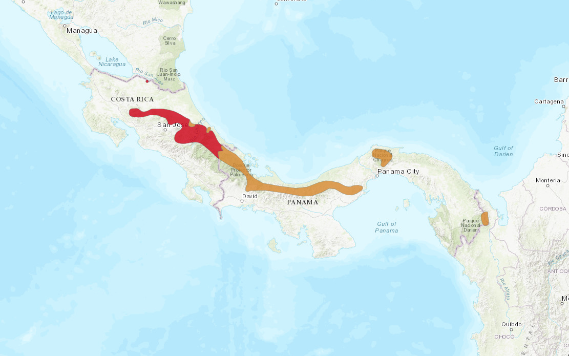 Lemur Leaf Frog - Zoo Guide
