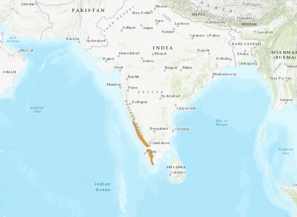 Lion-tailed Macaque - Zoo Guide