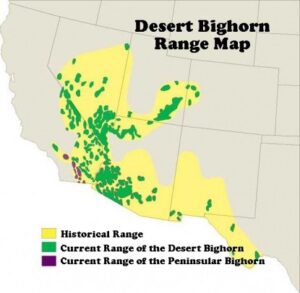 Definitive Guide To Desert Bighorn Sheep Facts, Habitat, Conservation ...