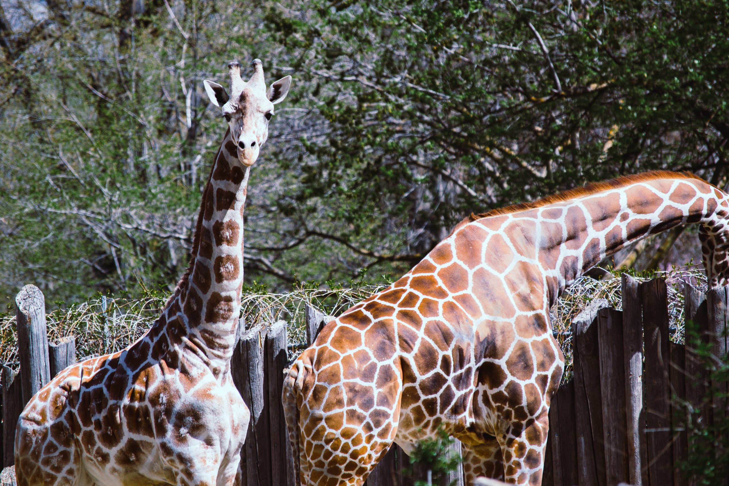 Reticulated Giraffe - Zoo Guide