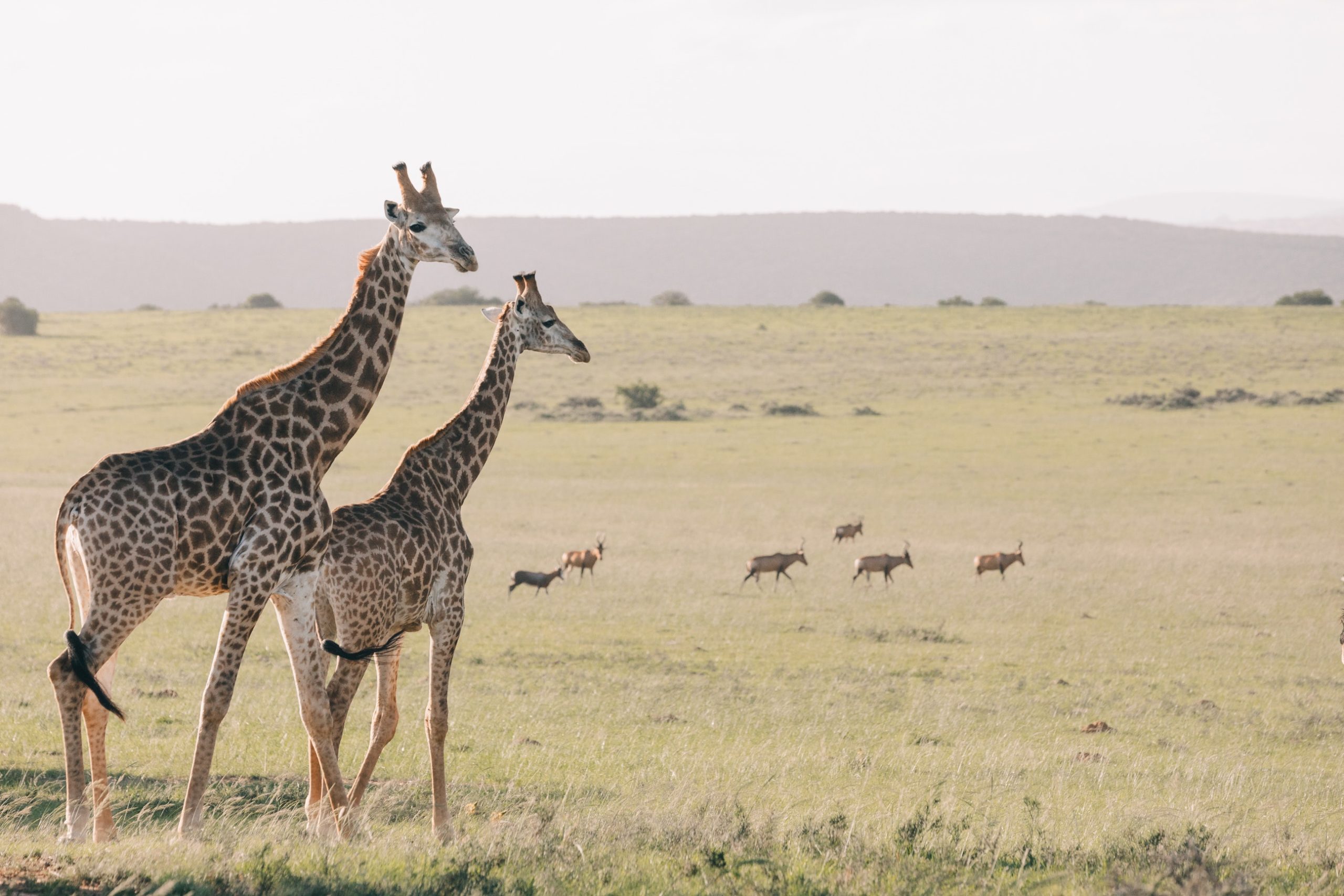 Reticulated Giraffe - Zoo Guide