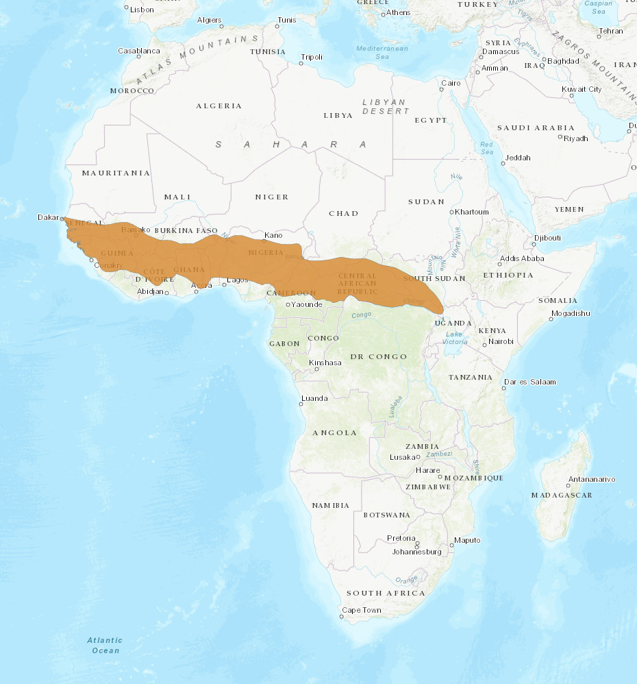 Red-flanked Duiker - Zoo Guide