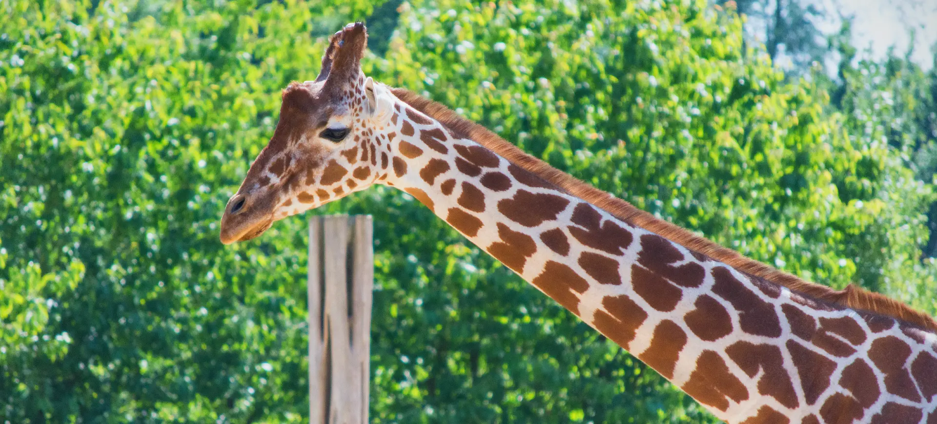 Definitive Guide To Giraffe Facts, Habitat, Conservation Status, Zoo ...