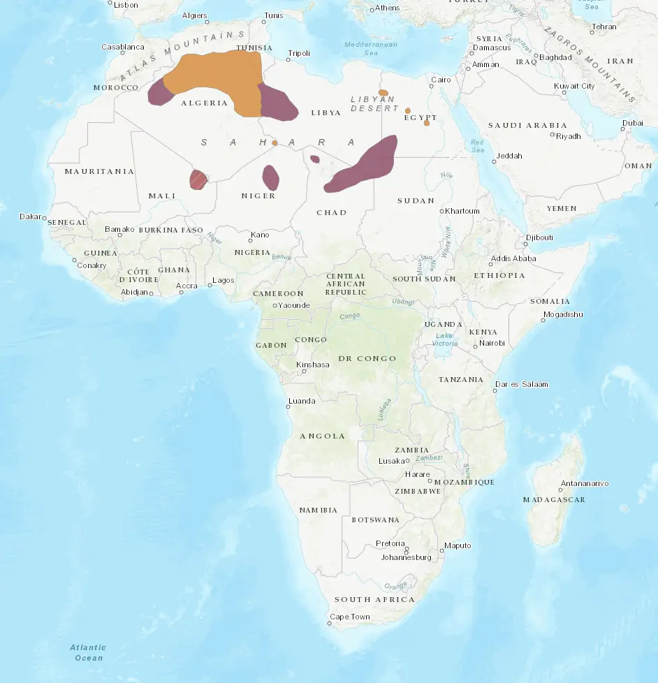 Slender-horned Gazelle - Zoo Guide