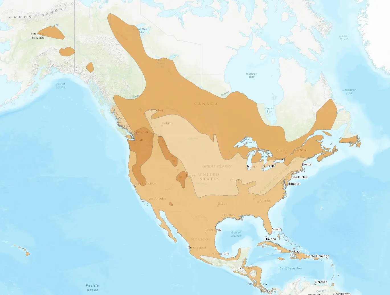 Ring-Necked Duck - Zoo Guide