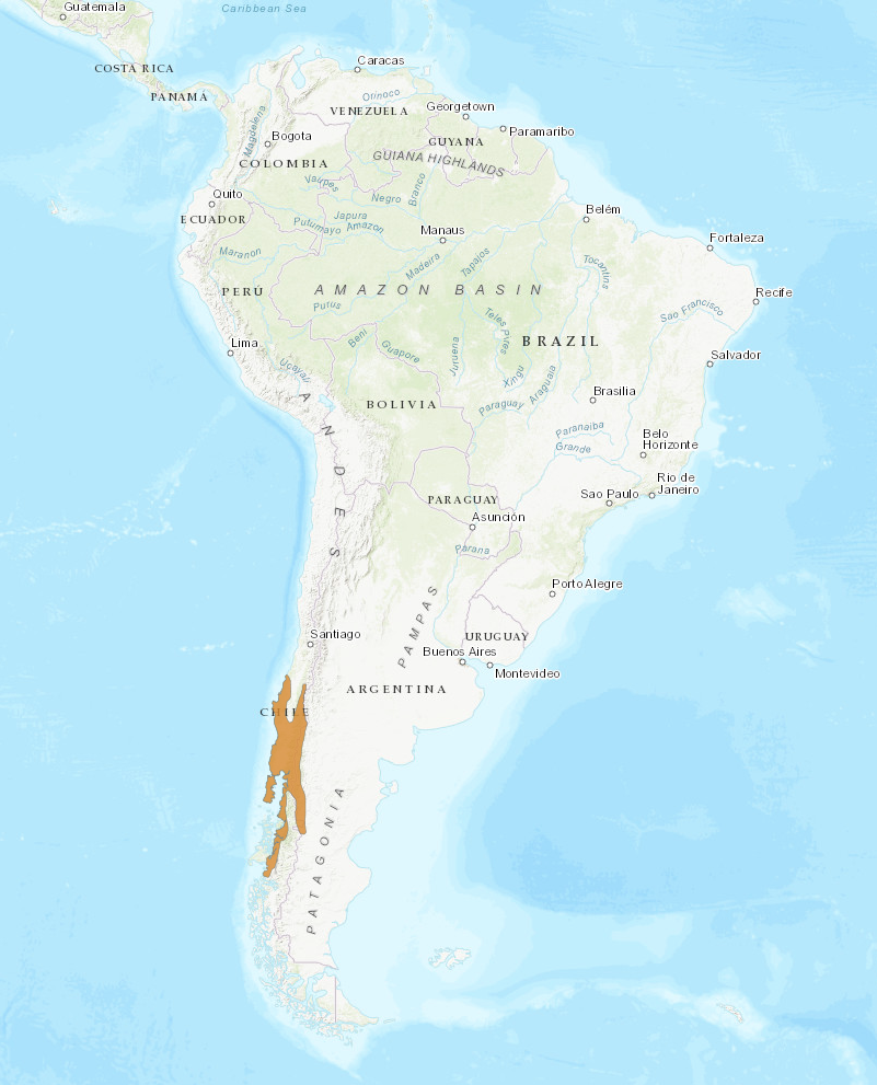 Southern Pudu - Zoo Guide