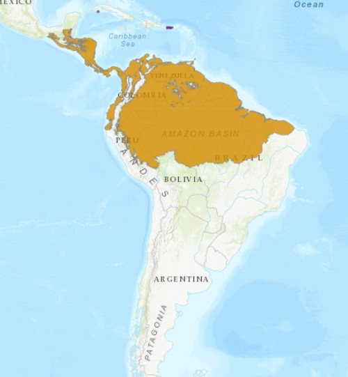 Spectacled Caiman - Zoo Guide