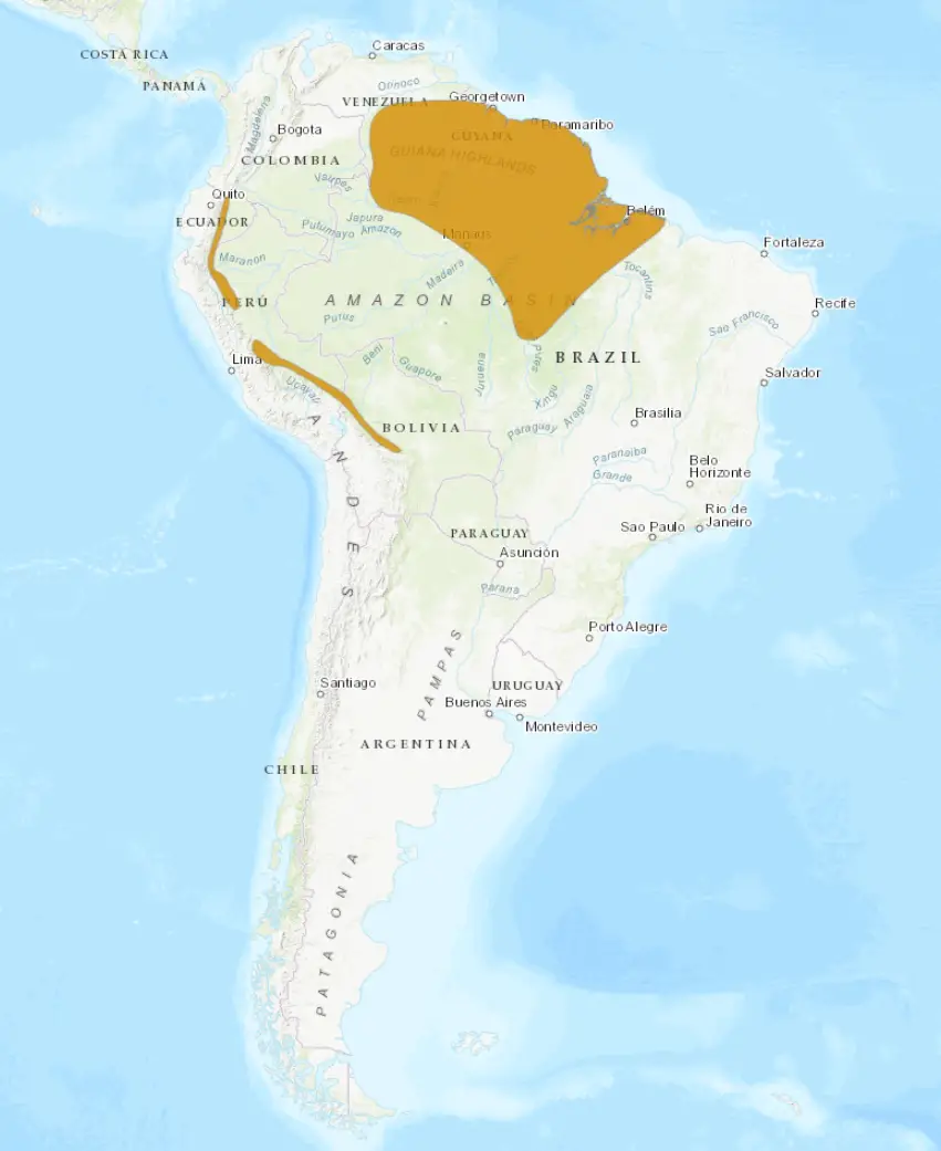 Spotted Tanager Facts, Habitat, Conservation Status, Zoo Populations ...