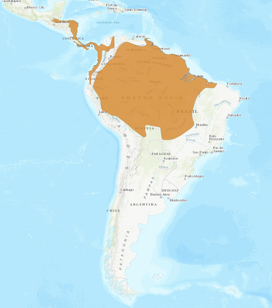 Sunbittern - Zoo Guide