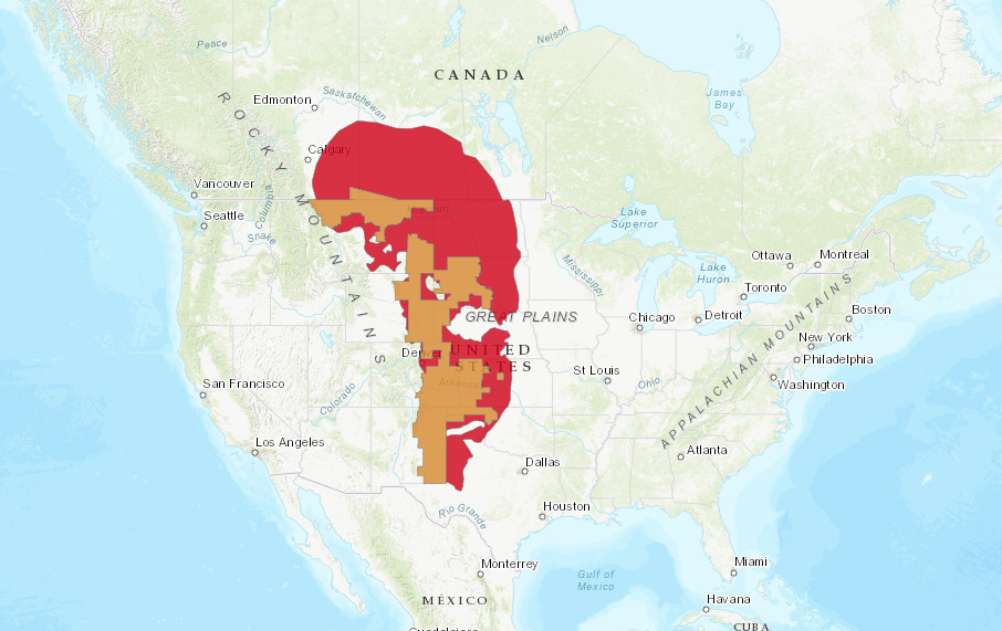 Swift Fox - Zoo Guide
