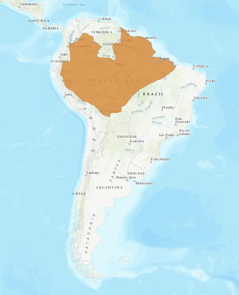 Tufted Capuchin Facts, Habitat, Conservation Status, Zoo Populations ...