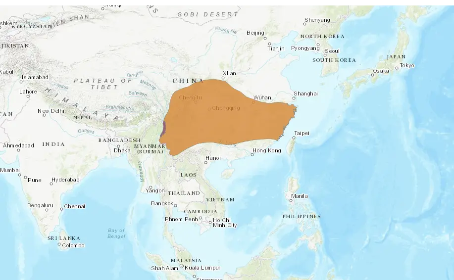 Tufted Deer Facts, Habitat, Conservation Status, Zoo Populations ...