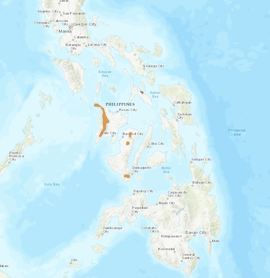 Visayan Warty Pig - Zoo Guide