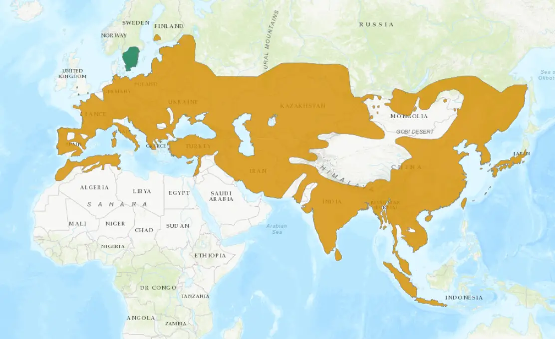 Wild Boar - Zoo Guide