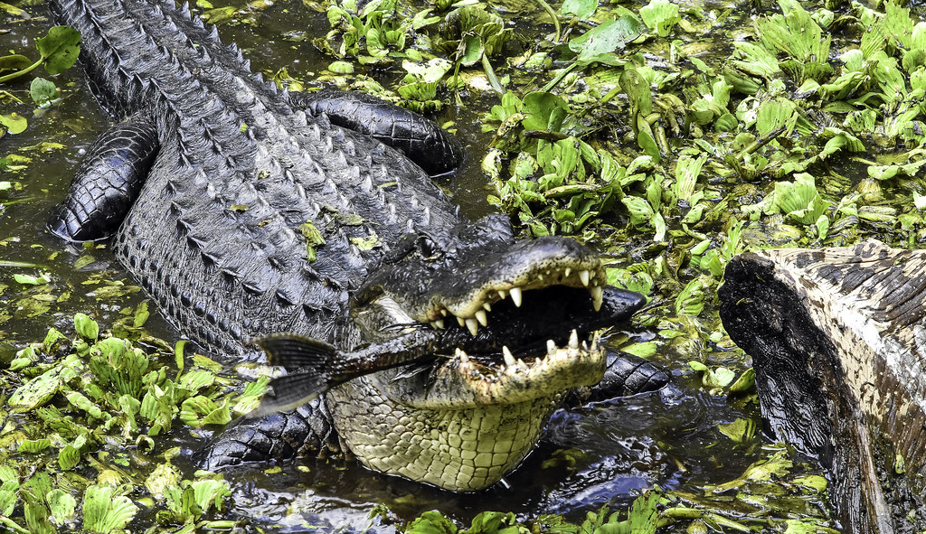 American Alligator Facts, Habitat, Conservation Status, Zoo Populations ...