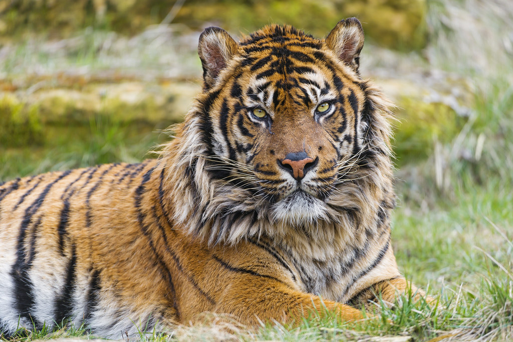 Definitive Guide To Sumatran Tiger Facts, Habitat, Conservation Status ...