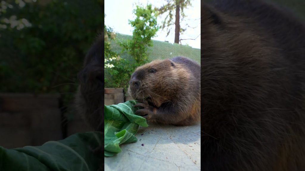 Peanut The Beaver ASMR: A Relaxing Experience - Zoos - USA - California ...