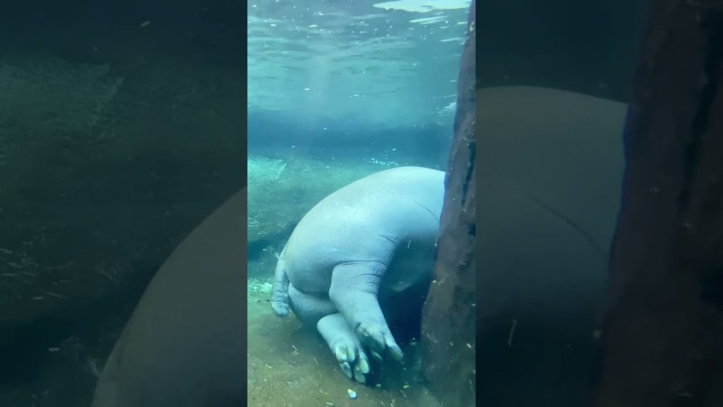 Timothy The Hippo's Unusual Nap Position - Zoos - USA - Texas - San ...
