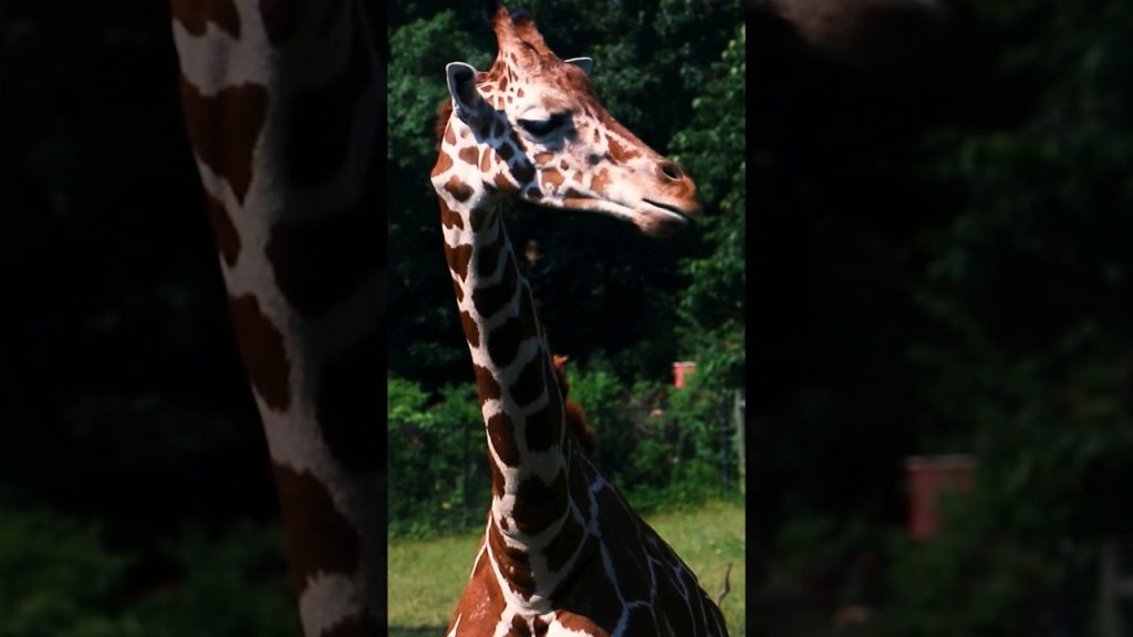 Reticulated Giraffes at Blank Park Zoo - Zoo Guide