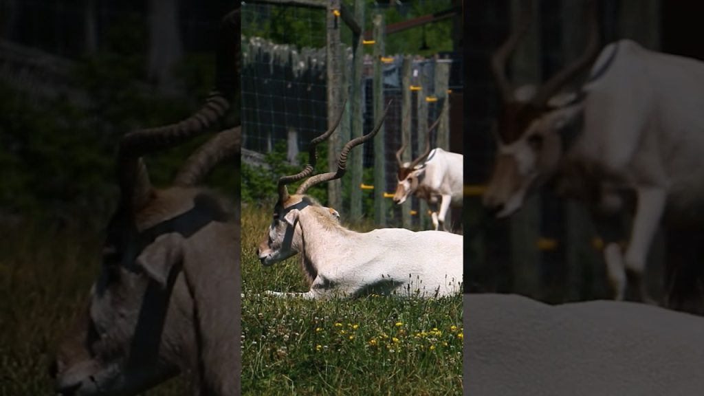 Addax At Blank Park Zoo - Zoos - USA - Iowa - Blank Park Zoo (Des ...