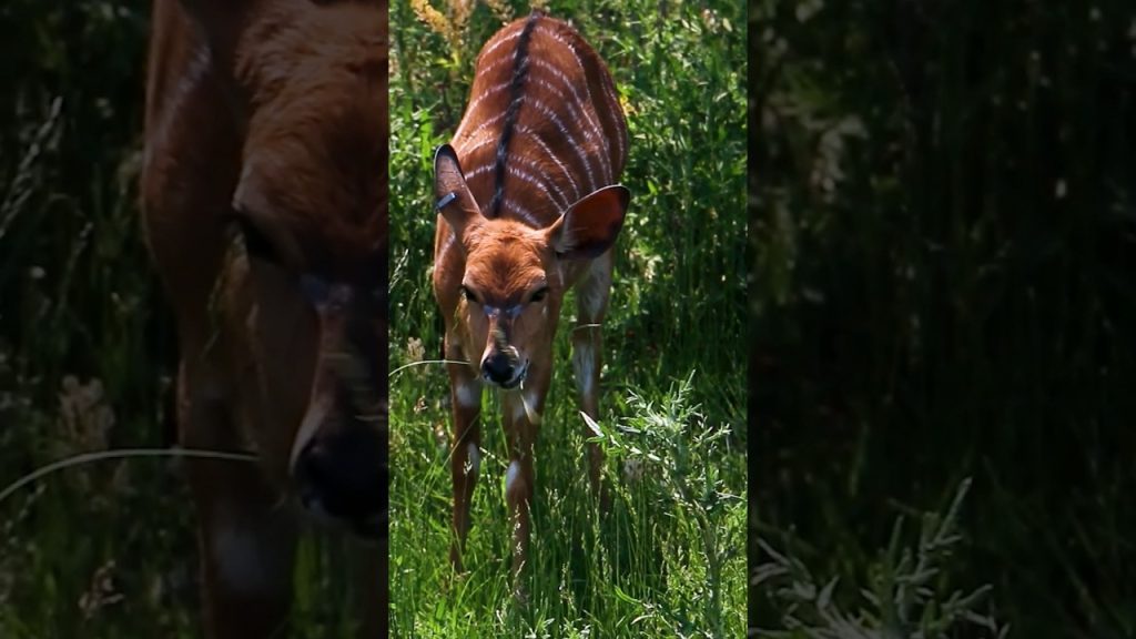 Nyala At Blank Park Zoo - Zoos - USA - Iowa - Blank Park Zoo (Des ...
