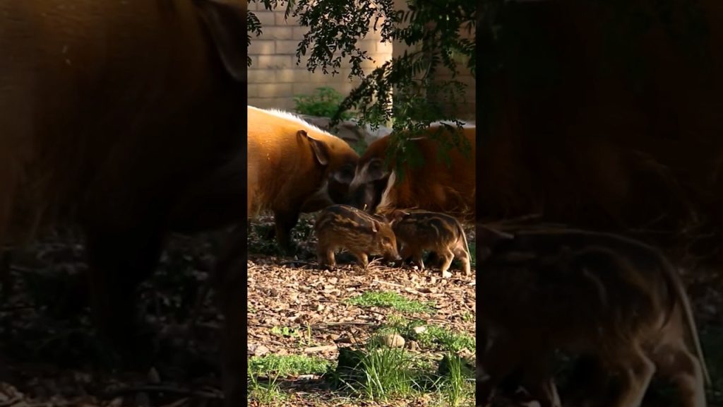 New Red River Hog Piglets At Blank Park Zoo - Zoos - USA - Iowa - Blank ...