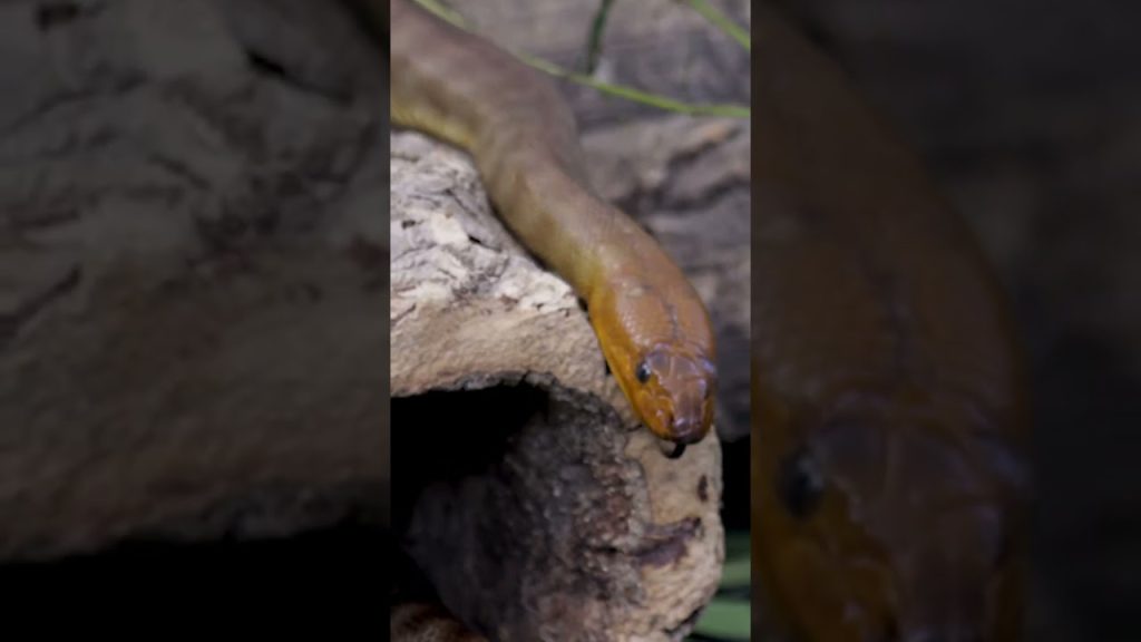 Snakes Take The Spotlight! #WorldSnakeDay | San Diego Zoo - Zoos - USA ...