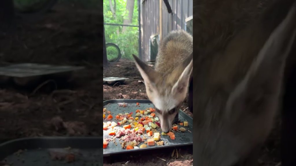 Bat-Eared Fox Kits Eating Solid Food - Cincinnati Zoo - Zoos - USA ...