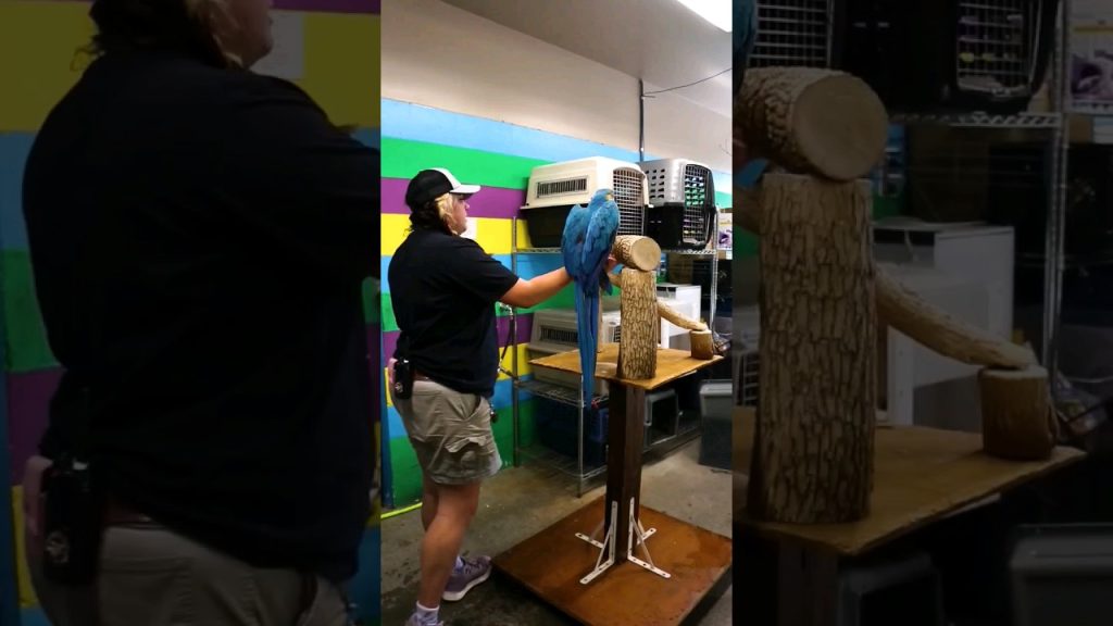 A Day In The Life Of An Ambassador Animal Keeper At Blank Park Zoo ...