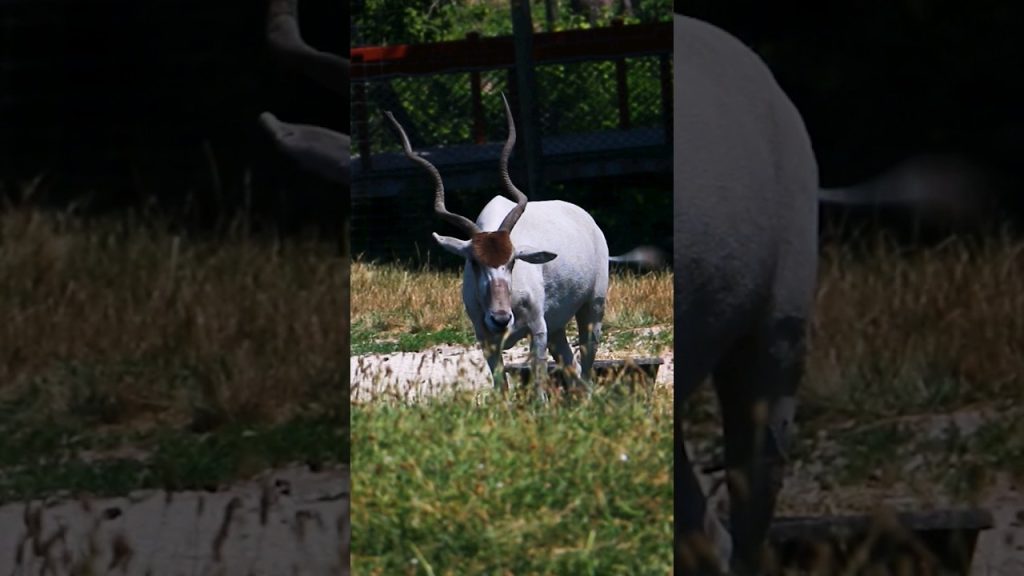 Exploring Africa - Blank Park Zoo - Zoos - USA - Iowa - Blank Park Zoo ...