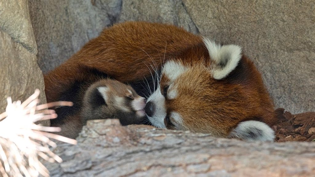Live Red Panda Cam - SD Zoo - Zoos - USA - California - San Diego Zoo ...
