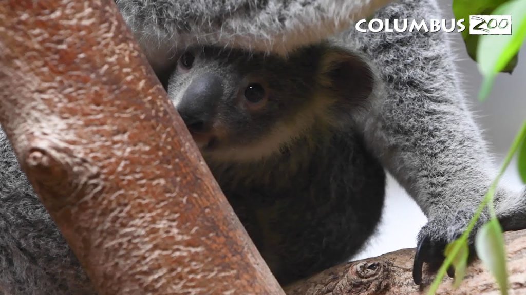 Koala Joey Update: New Developments - Zoos - USA - Ohio - Columbus Zoo And Aquarium Zoo Guide