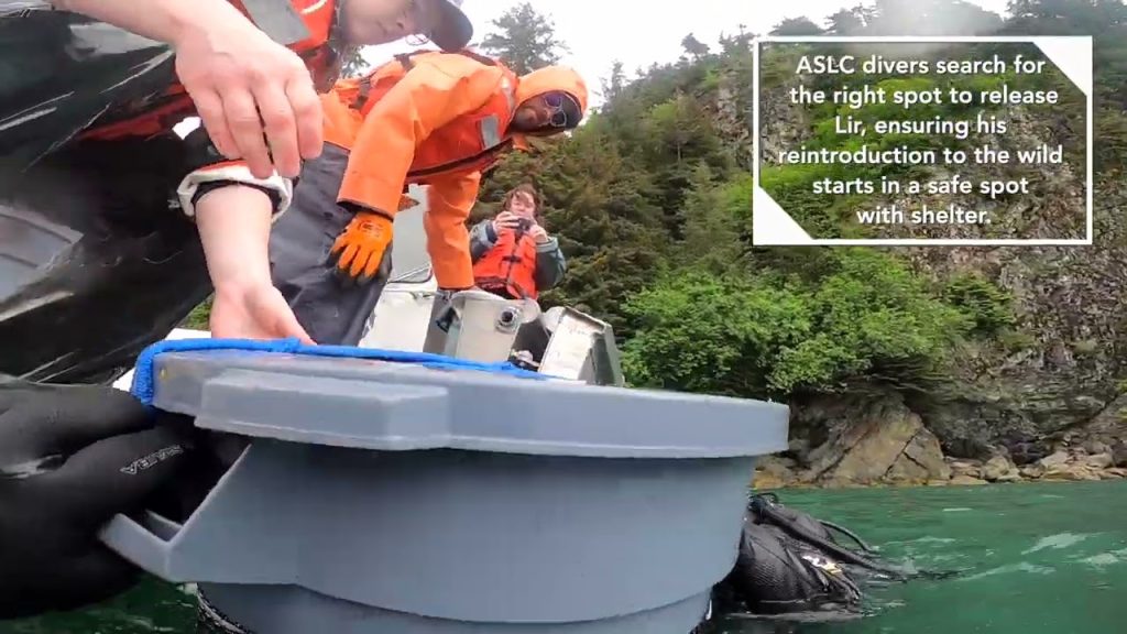 Giant Octopus Released Into Ocean In Alaska - Zoos - USA - Alaska ...