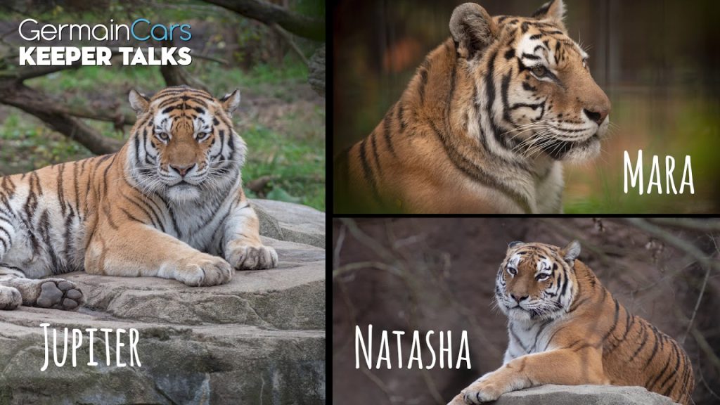 Tiger Keeper Talk 2021 - Zoos - USA - Ohio - Columbus Zoo And Aquarium ...