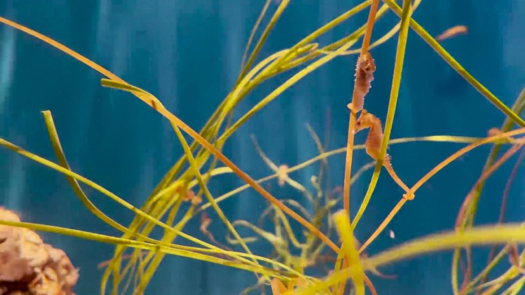 Birch Aquarium: Dwarf Seahorses - Zoos - USA - California - Birch ... Birch Aquarium: Dwarf Seahorses - Zoos - USA - California - Birch ...