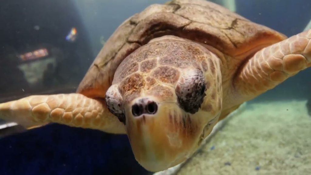 Birch Aquarium Celebrates World Sea Turtle Day - Zoos - USA ...