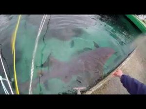 Target Training with Bamz Nurse Sharks - Zoo Guide