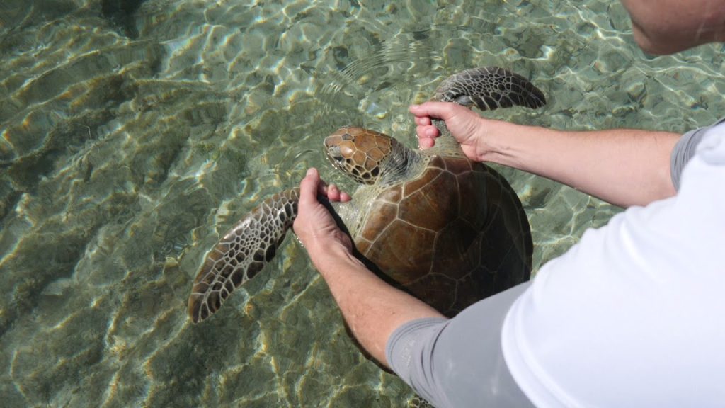 Handling Injured Sea Turtles In Bermuda: A Guide - Zoos - Bermuda ...